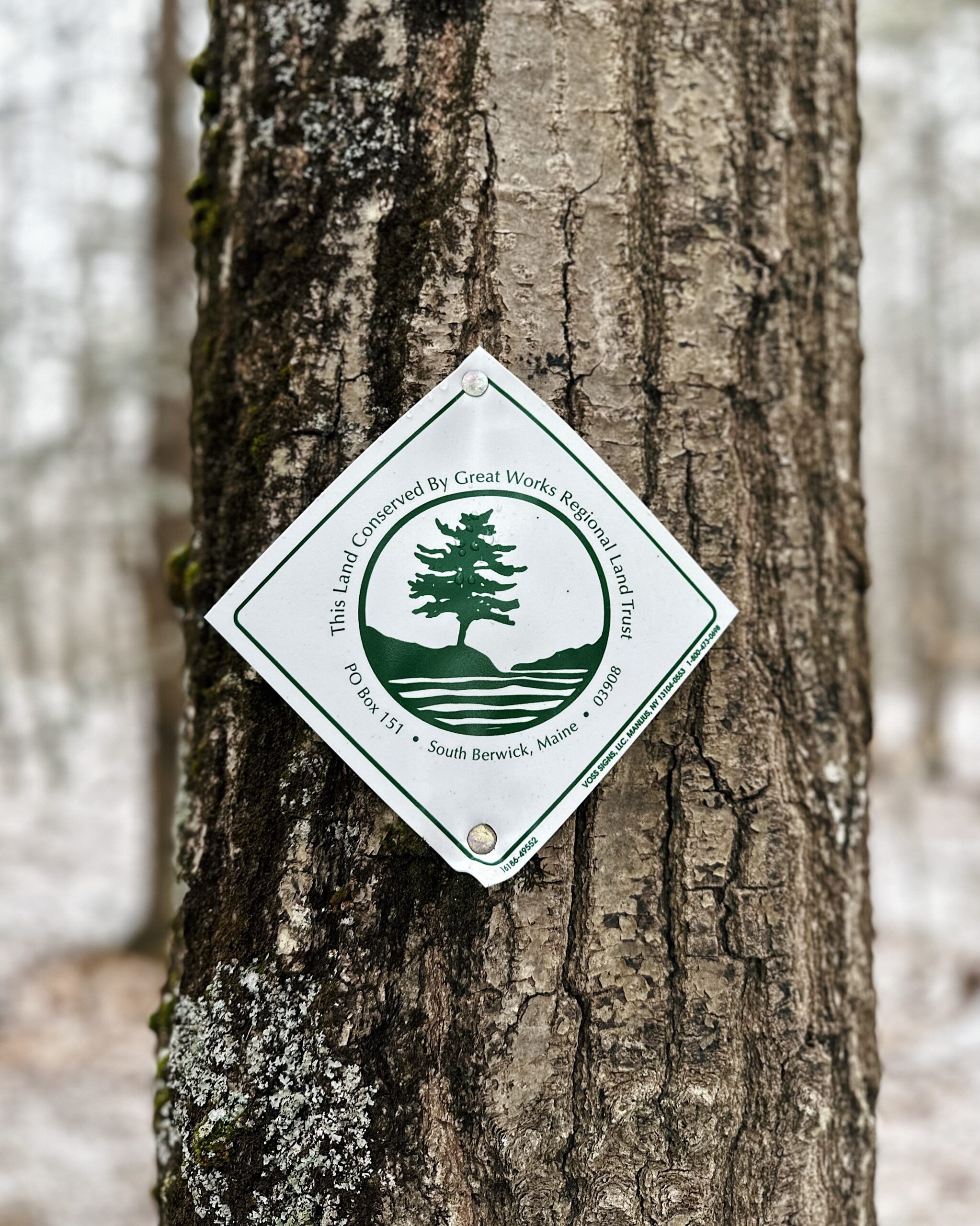 Wednesday Wandering: Goodwin Forest - Great Works Regional Land Trust